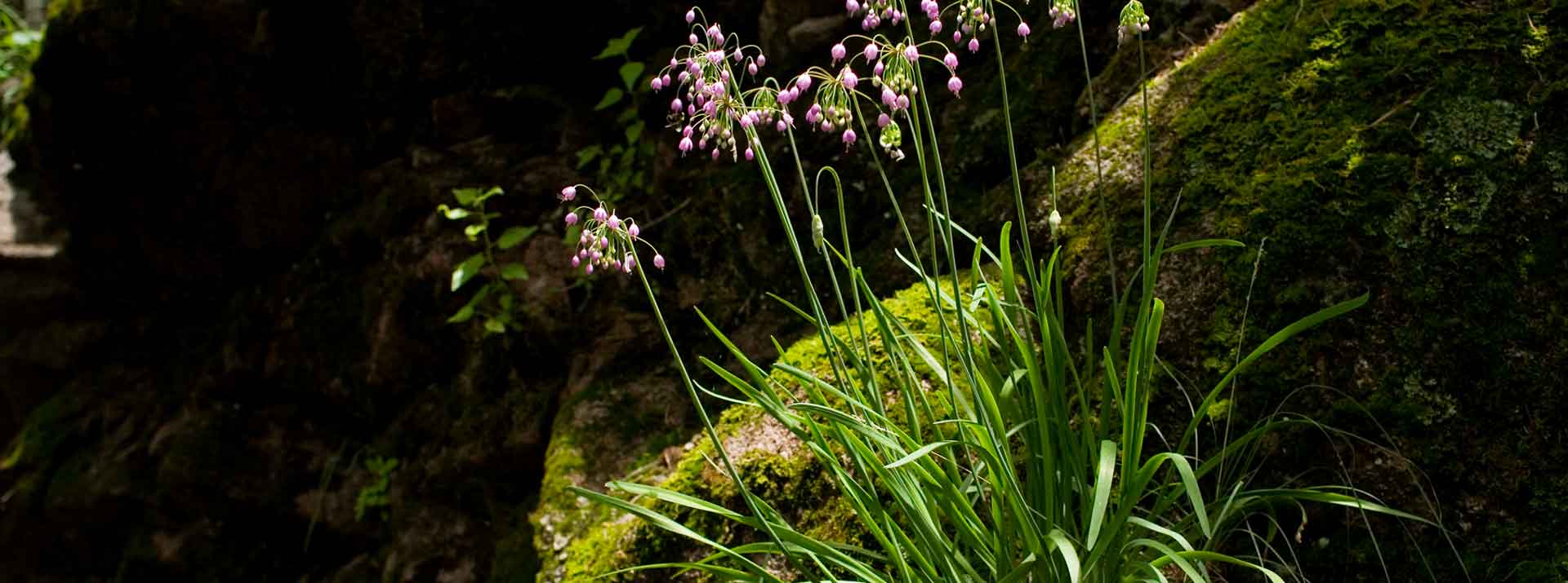 Native Plant Profile: Nodding Onion (Allium cernuum) - Plant Wild